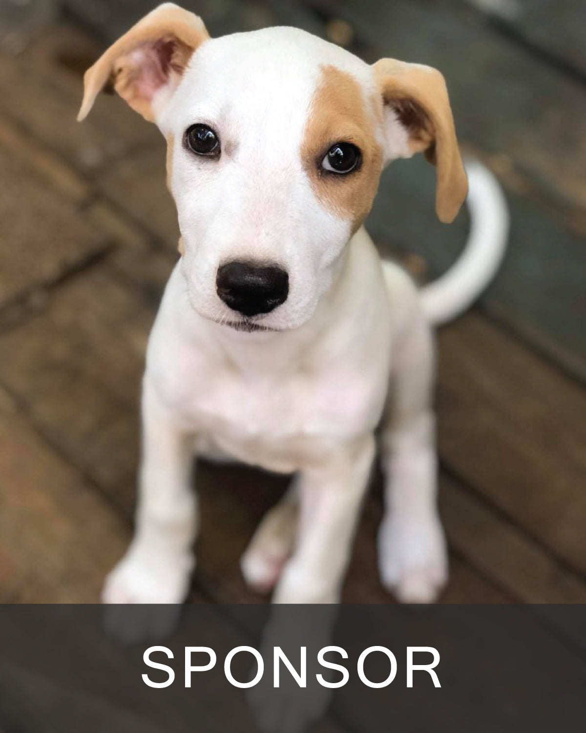 Roatan Operation Animal Rescue – ROARescue